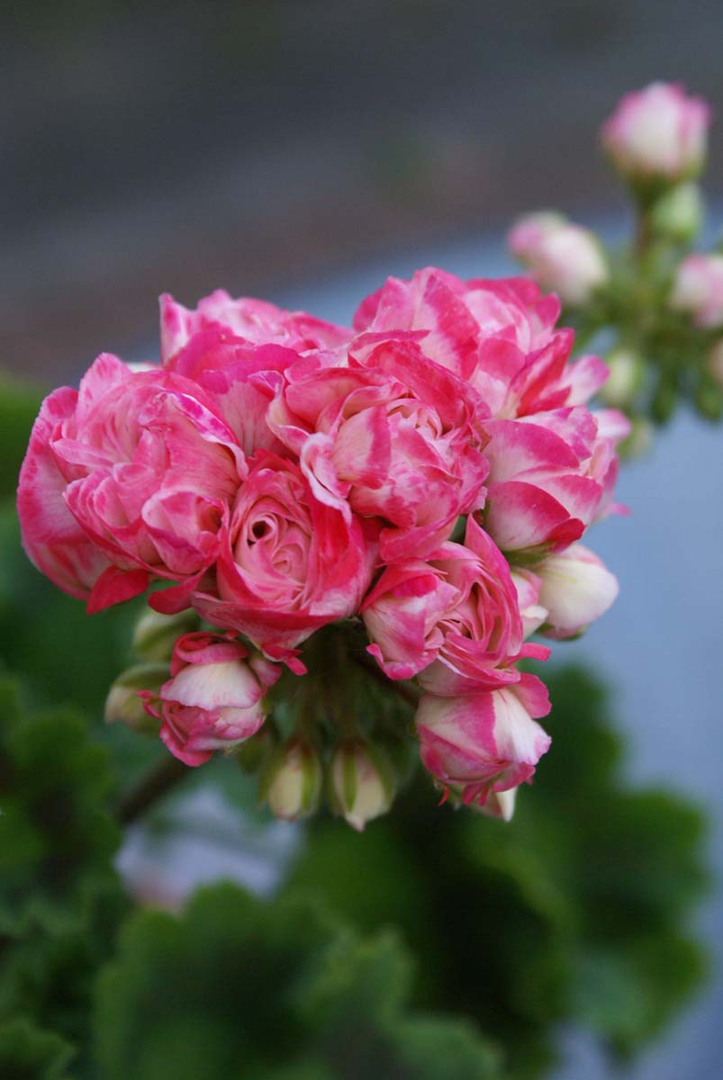 Blommor – Asta på vift…